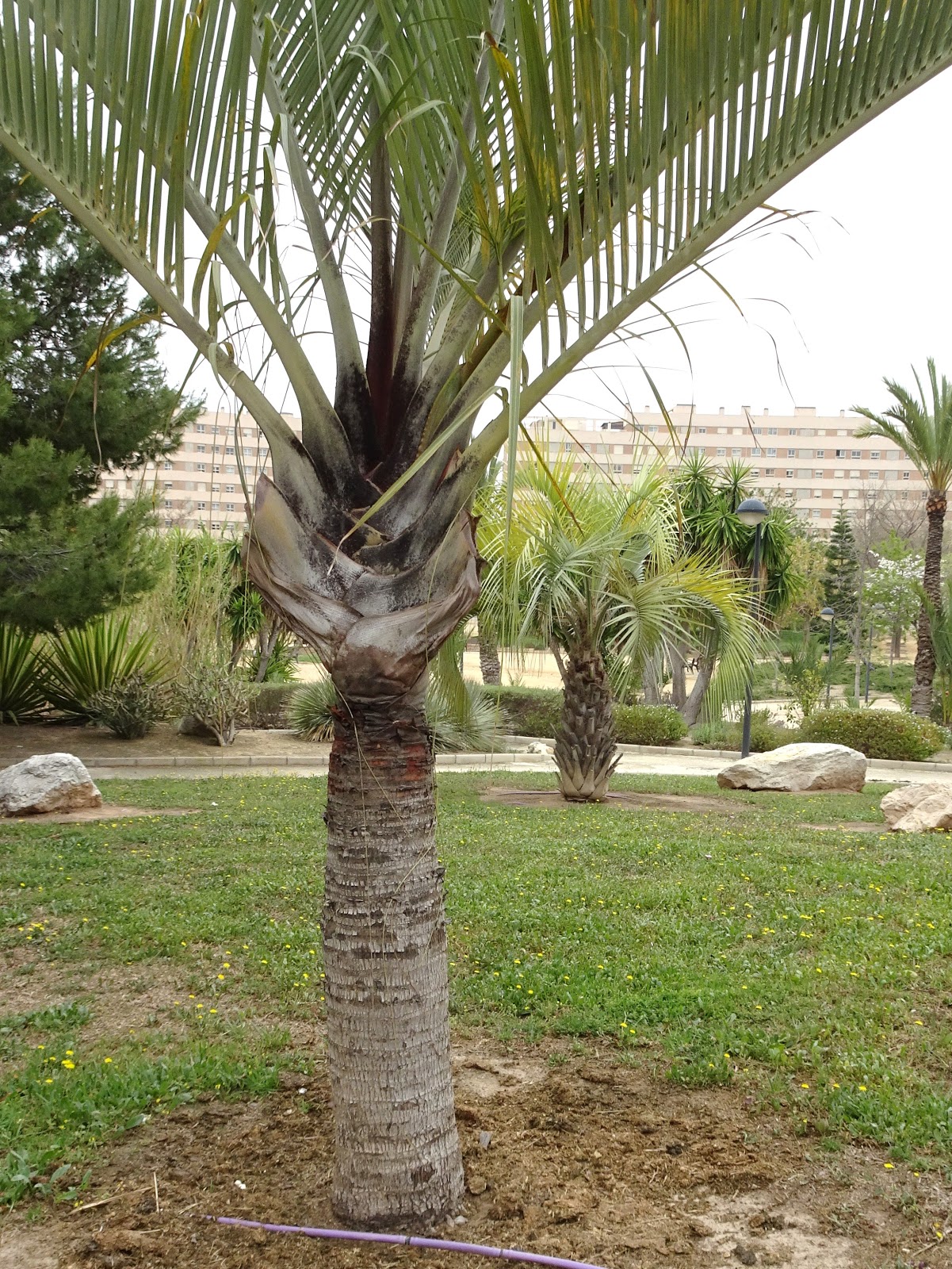 HERBARIO VIRTUAL DE BANYERES DE MARIOLA Y ALICANTE: Neodypsis decaryi ...