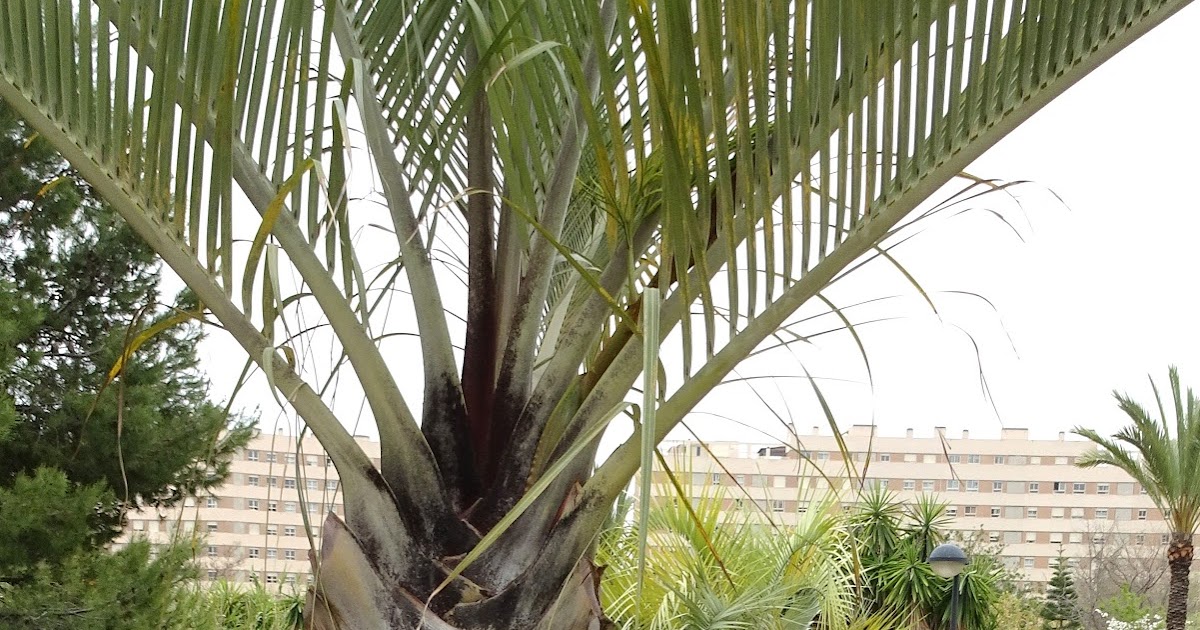 HERBARIO VIRTUAL DE BANYERES DE MARIOLA Y ALICANTE: Neodypsis decaryi ...