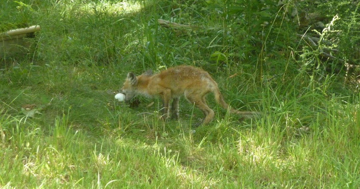 Red Squirrel Farm Blog: Helping a Mangy Fox