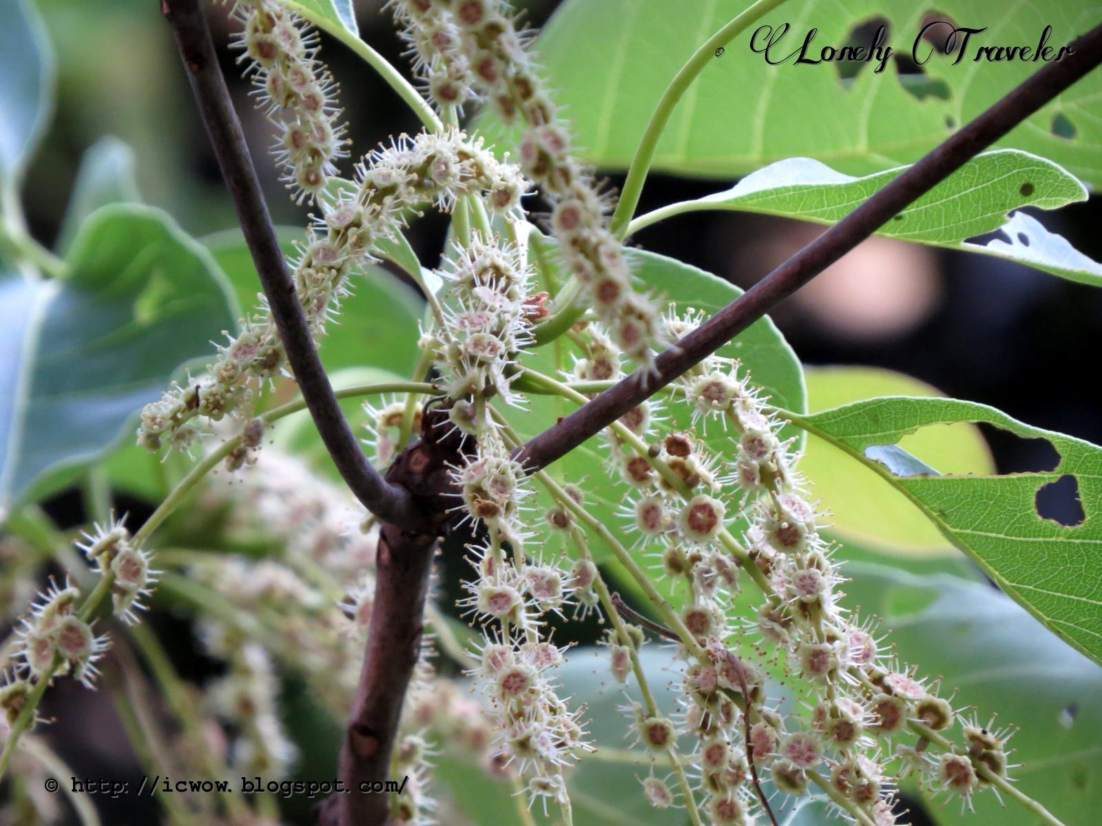 Bohera ful (বহেড়া ফুল) - Terminalia bellirica