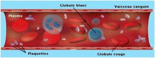 Groupe 35 - Année 2013-2014: Pourquoi le sang est-il rouge