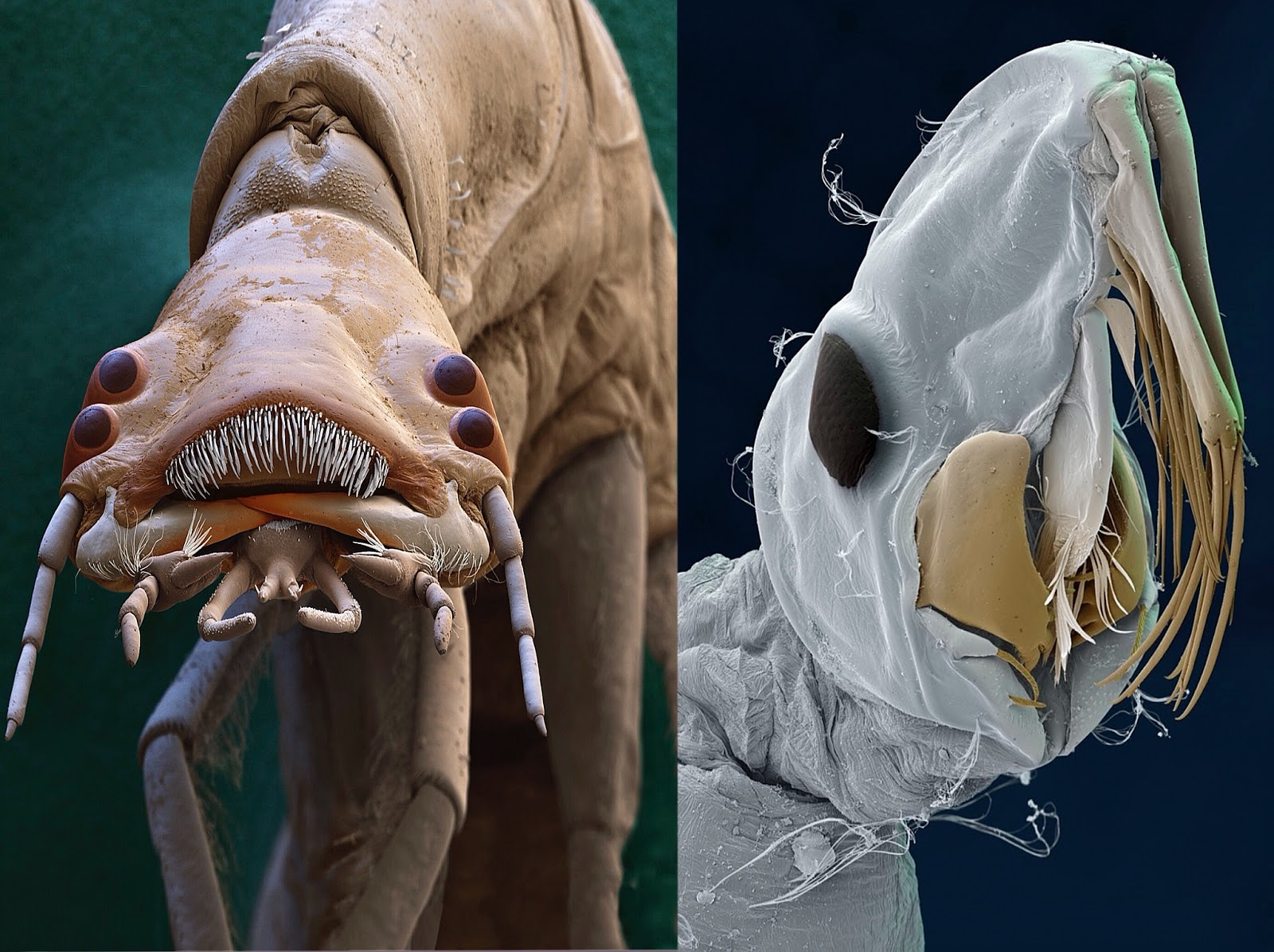 MICROSCOPIC MONSTERS - Primary School - Water-based markers as watercolour