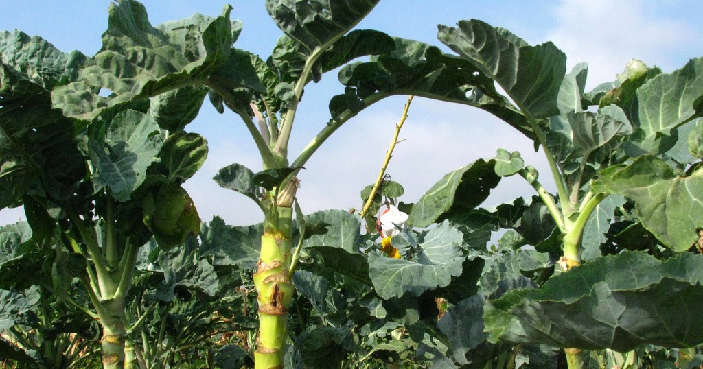 Berichten van de Douro: Van de boerderette 36. Kool