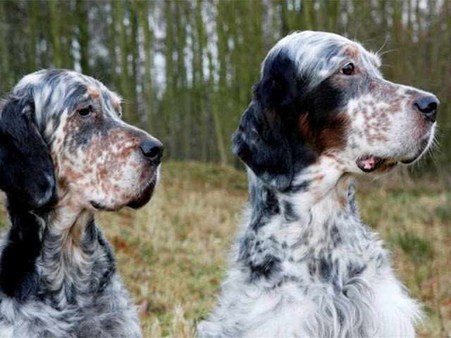 Engelse Setter or English Setter is Excellent Family Dog and very Fond ...