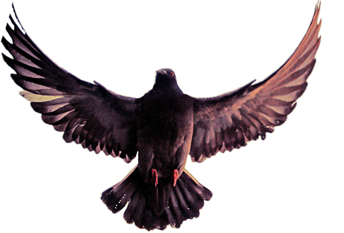 Grosgrain: DIY Applique Bird Back