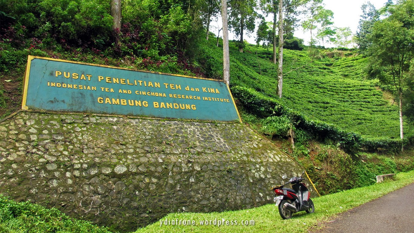 Y.F.Z: Perkebunan Teh Gambung