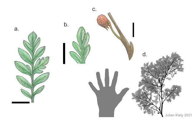 Fantastic Caytoniales and how to reconstruct them.