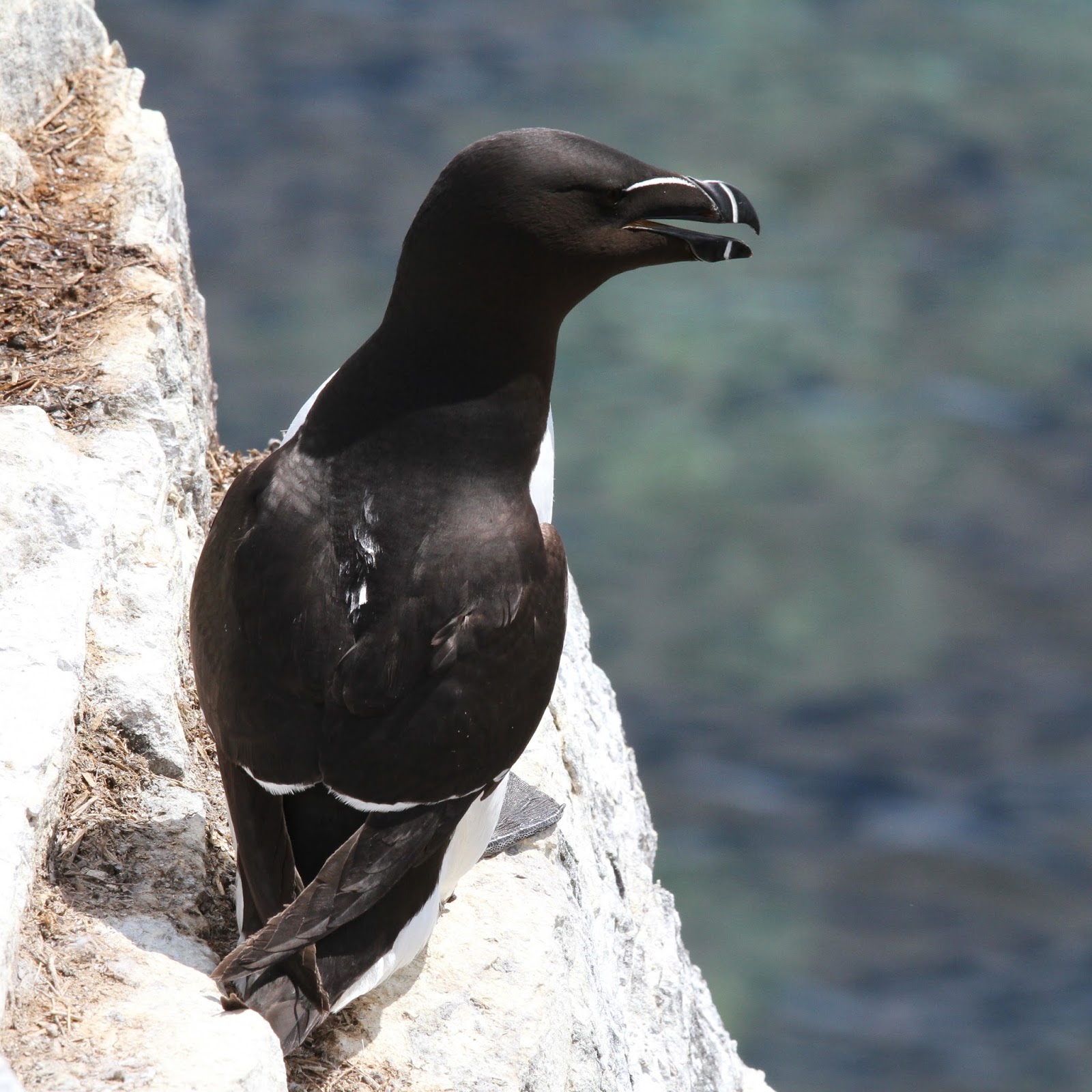 TrogTrogBlog: Bird of the week - Razorbill