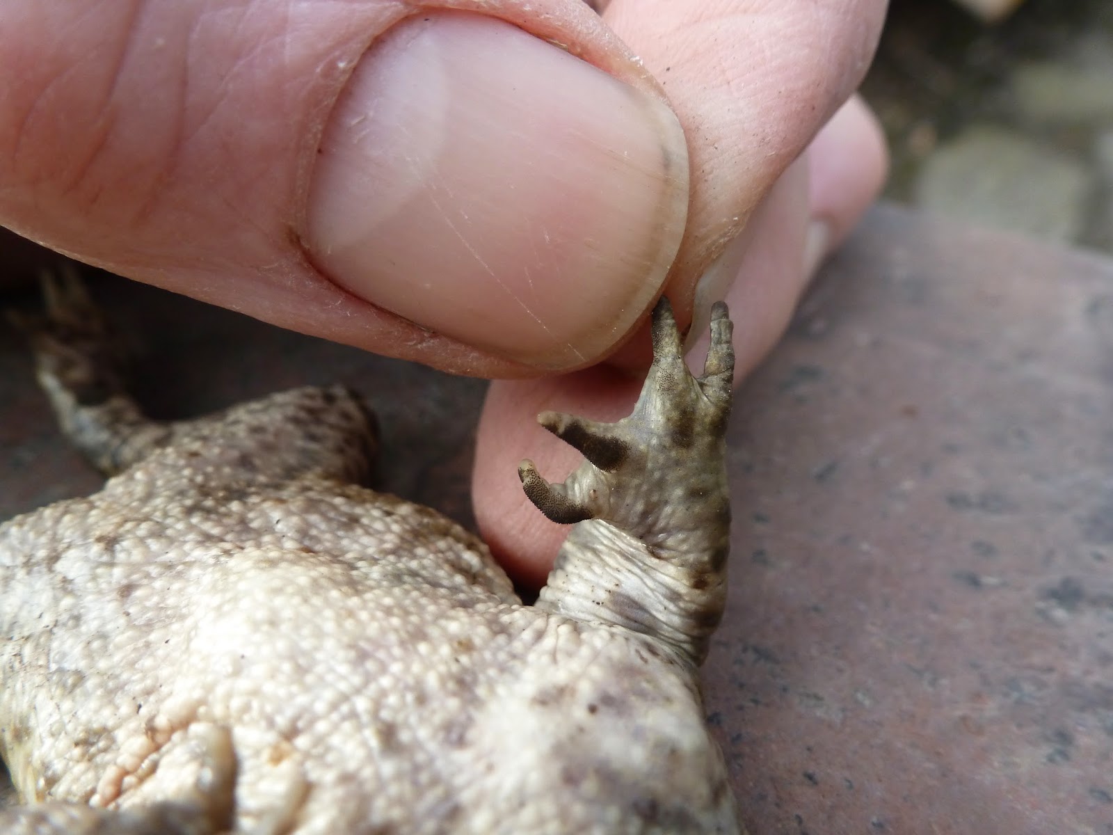 Calderdale Wildlife: Tubercles on front "hands" of male Common Toad