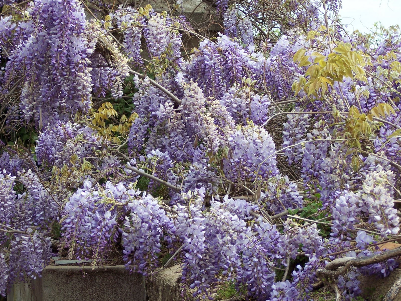 PLANTAS DE CASA: GLICINIA