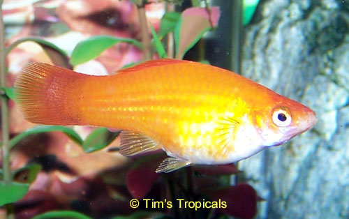 All About "Platy Fish" (Livebearers): Swordtail