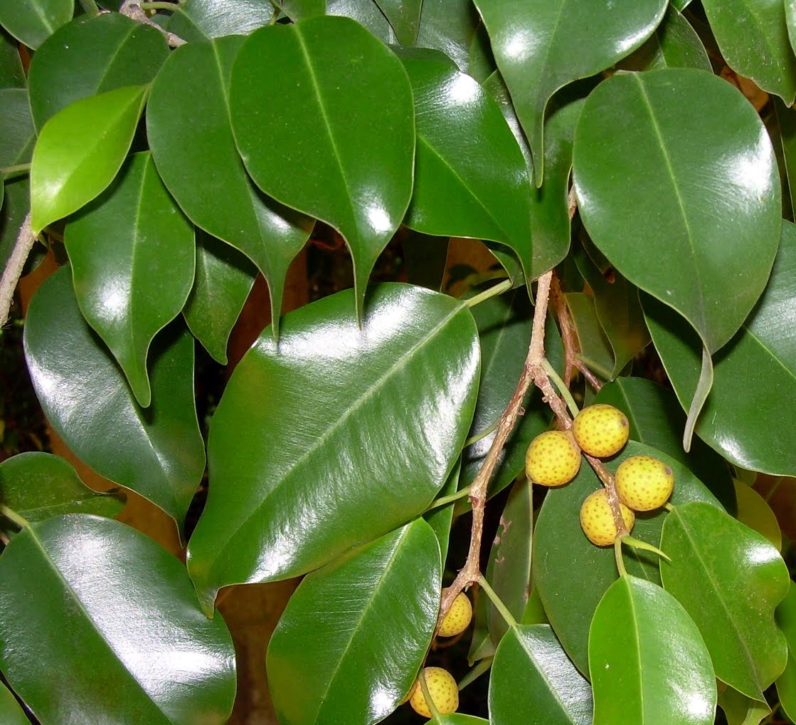 Taxonomía Plantae Magnoliopsida: Phylum Tracheophyta Clase ...