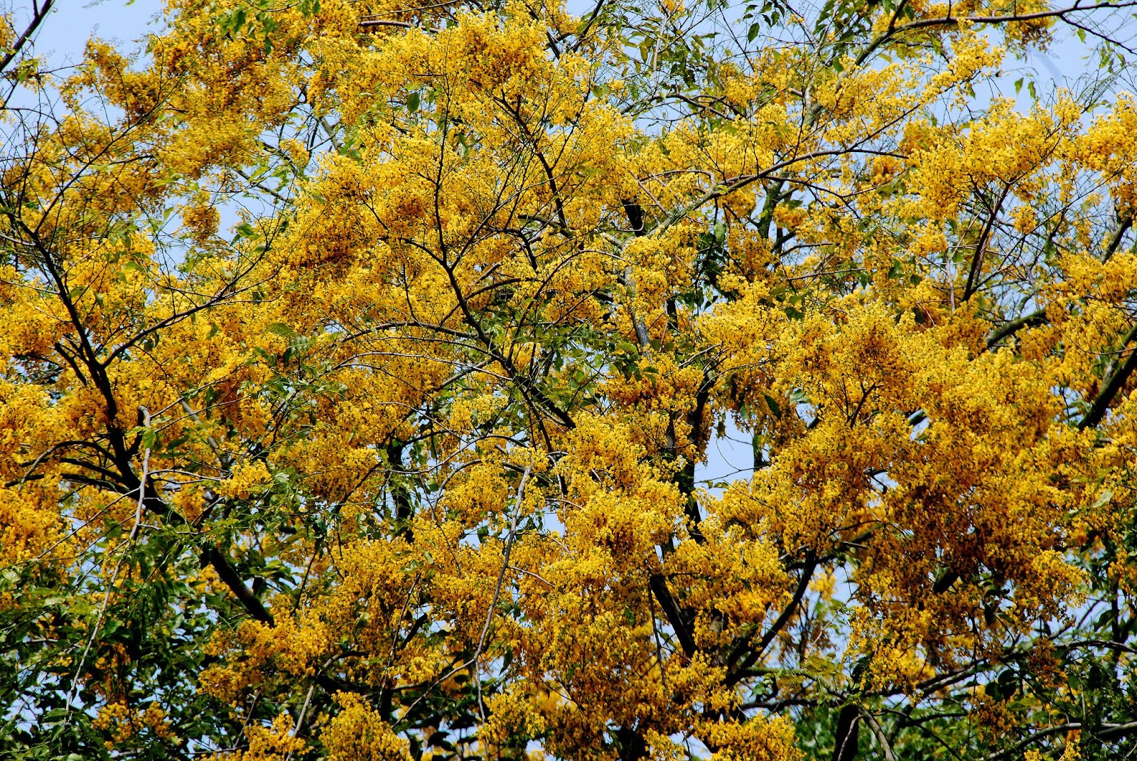 The Wild Tree Home: Narra Tree of the Philippines Puzzle Fundraiser