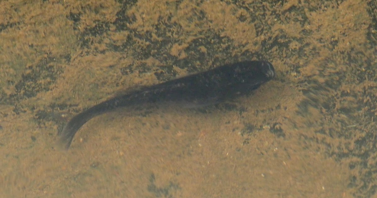 Singapore Menagerie: Unidentified Fish