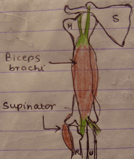 Medicowesome: Supination and Pronation of Forearm