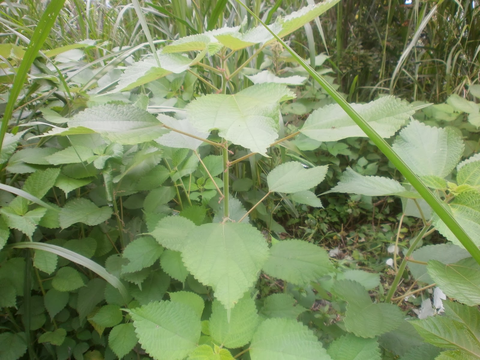EL RAMIO PLANTA NUTRITIVA, DE BAJO COSTO MUY UTILIZADO EN NUTRICIÓN ...