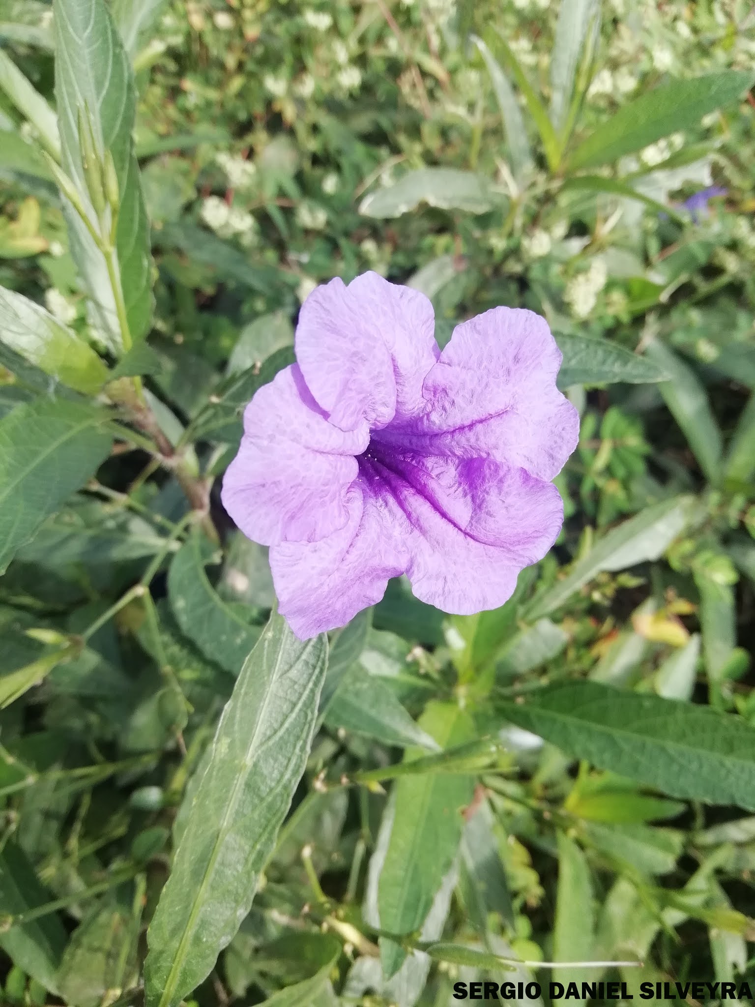 Flora Nativa de Entre Rios