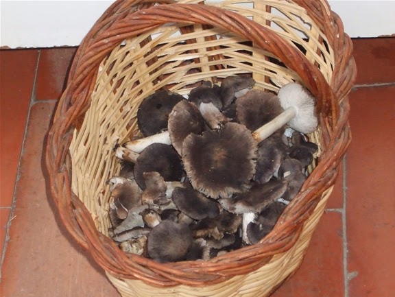 Bolets comestibles: fredolics