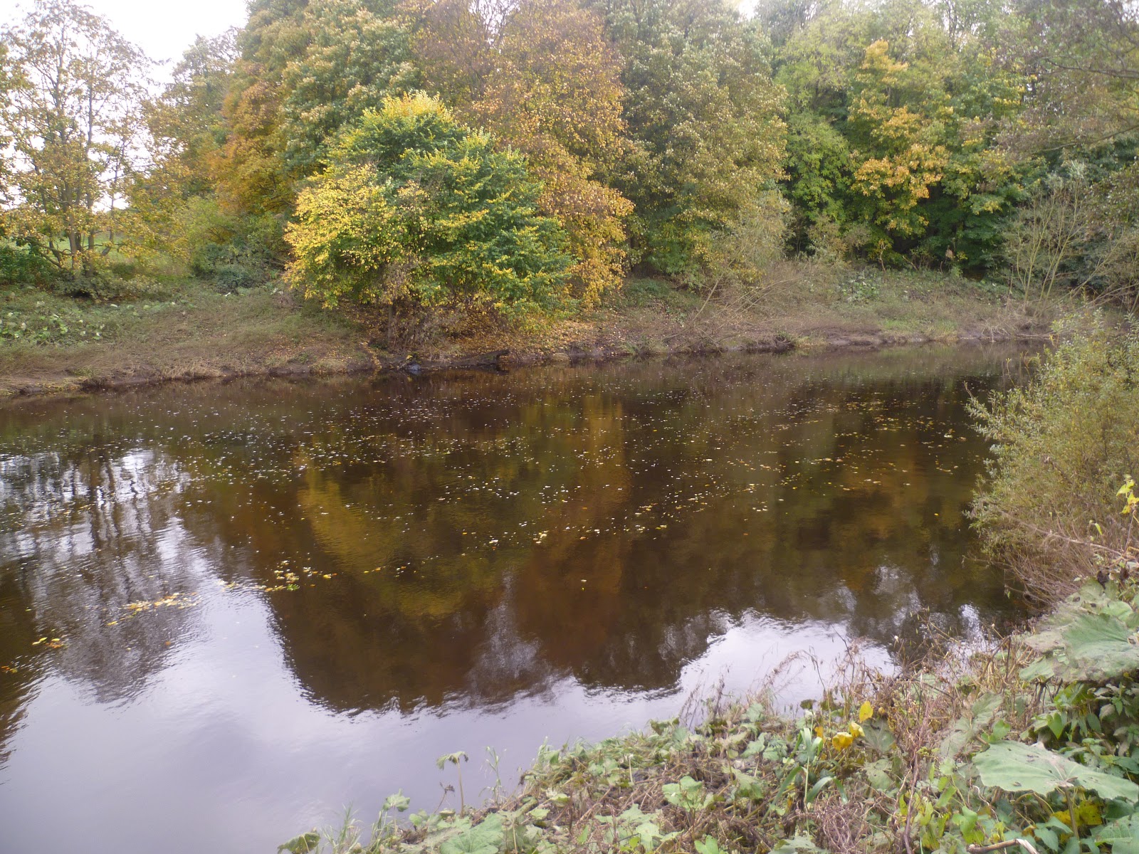 River Angler: Big river dace