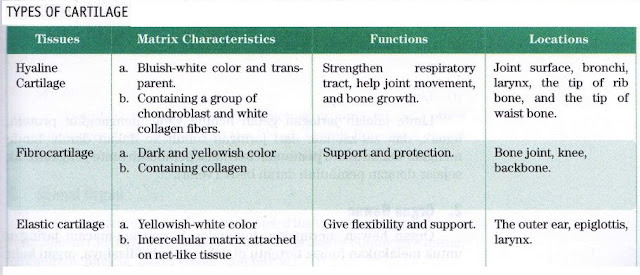 Types OF Skeletal Tissue - New Science Biology