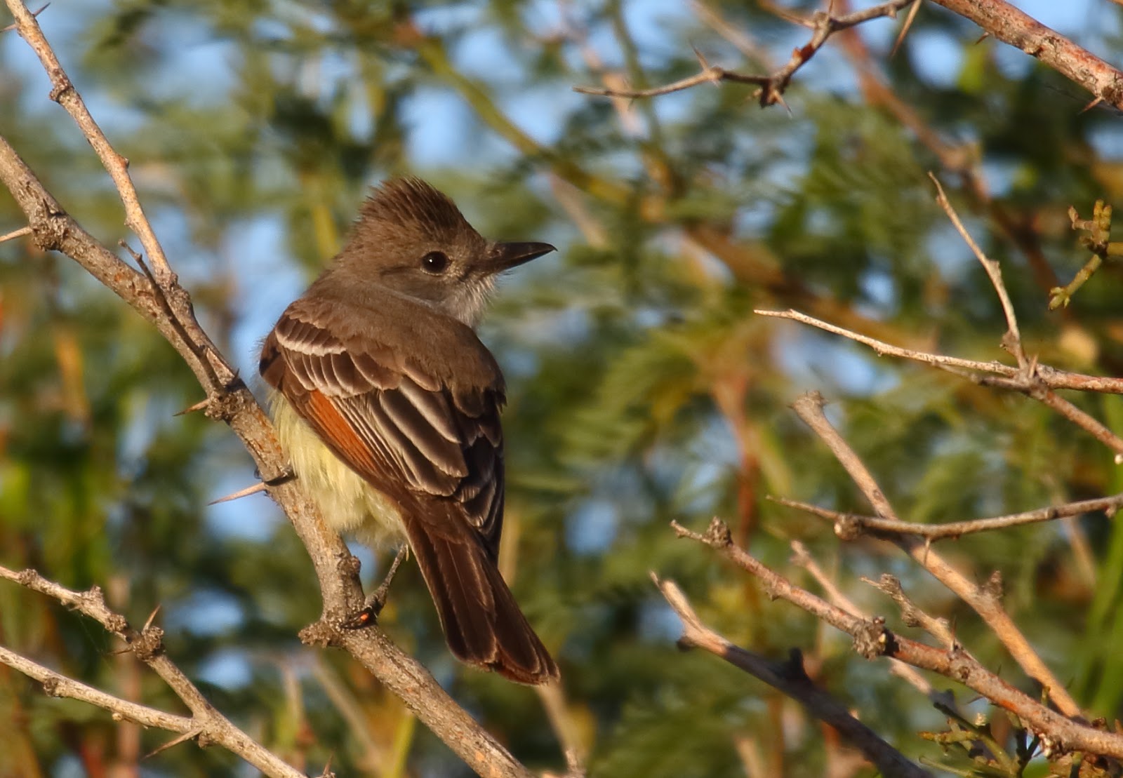 Ash-throated Flycatchers in Borrego Springs - Greg in San Diego