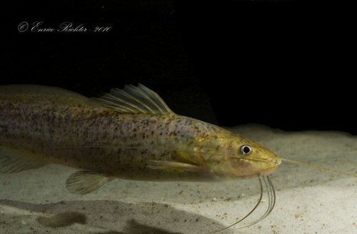 Mania de Aquário: Jundiá (Rhamdia sp.)