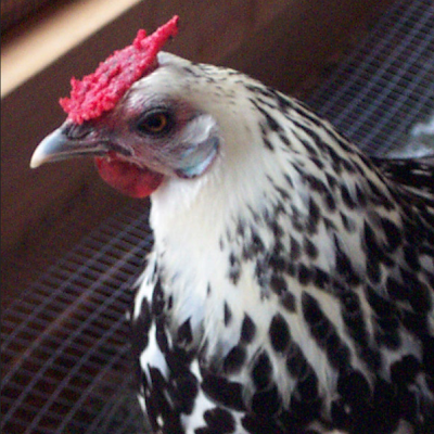 How To Carve A Halloween Pumpkin