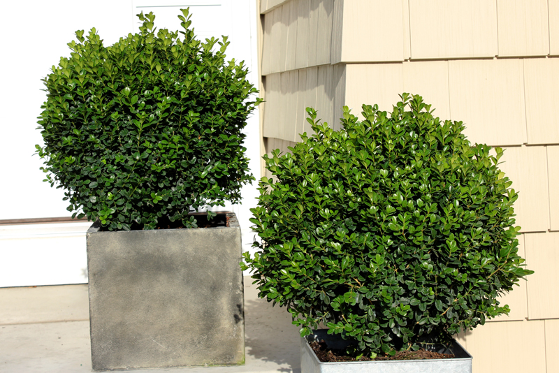 Proven Winners® ColorChoice® Plant of the Week: Plant of the Week ...