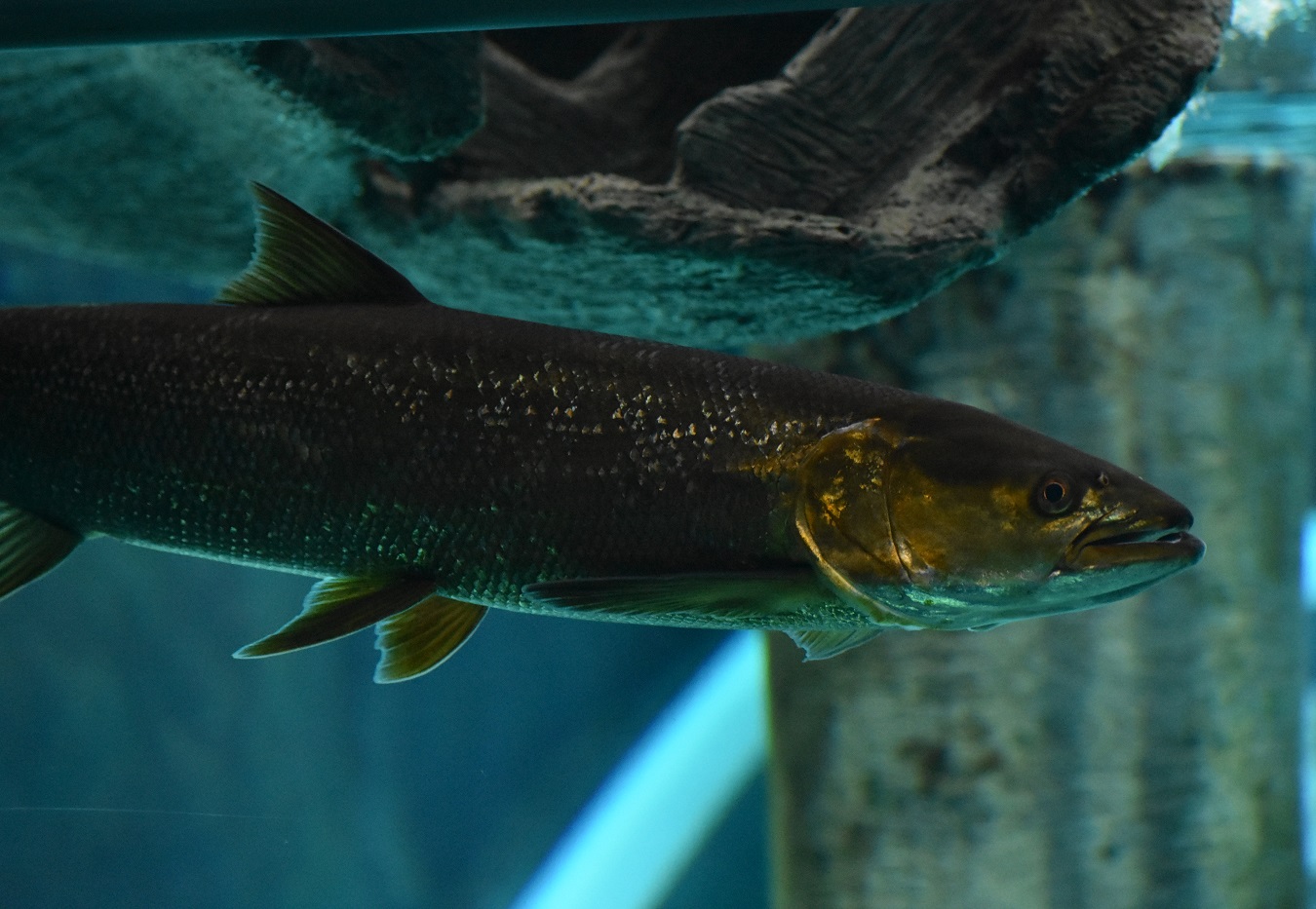 ZOOTOGRAFIANDO (6.096 ANIMALS): CARPA DE MEJILLA AMARILLA / YELLOWCHEEK ...