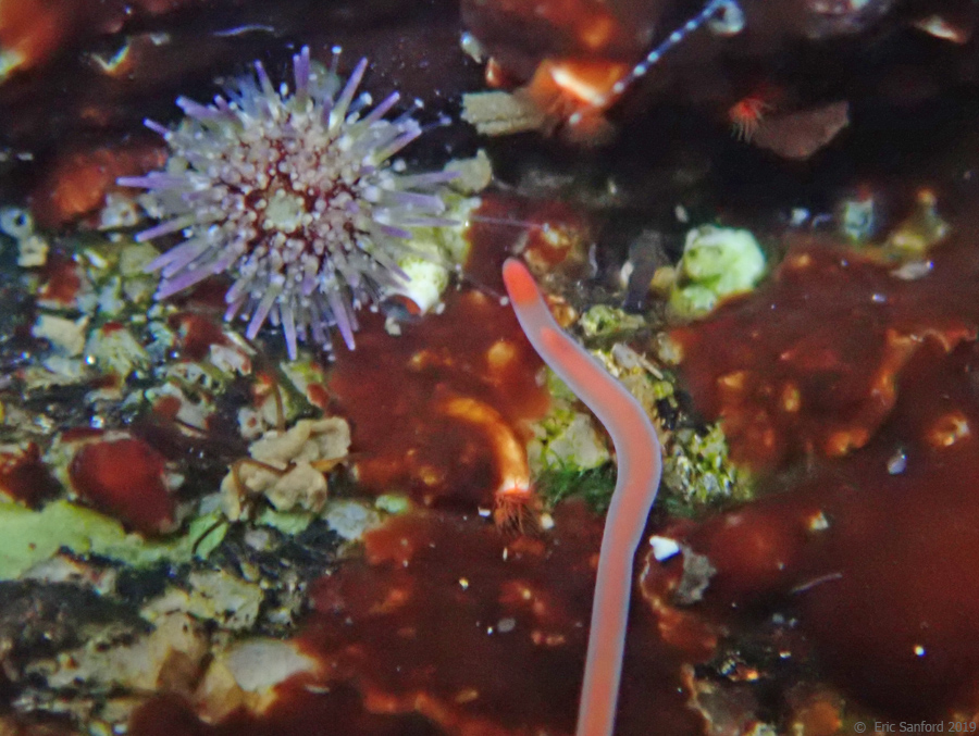 The Natural History of Bodega Head: Orange through and through