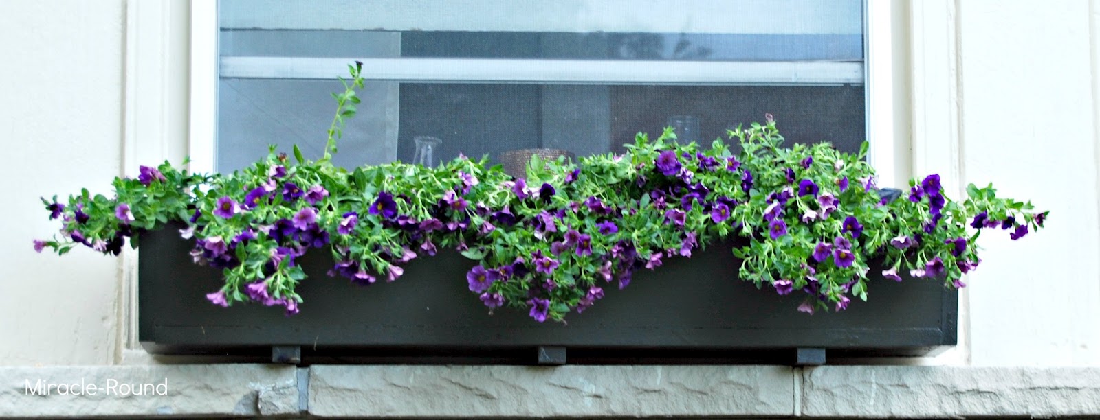 Life on the Miracle-Round: Flower Boxes