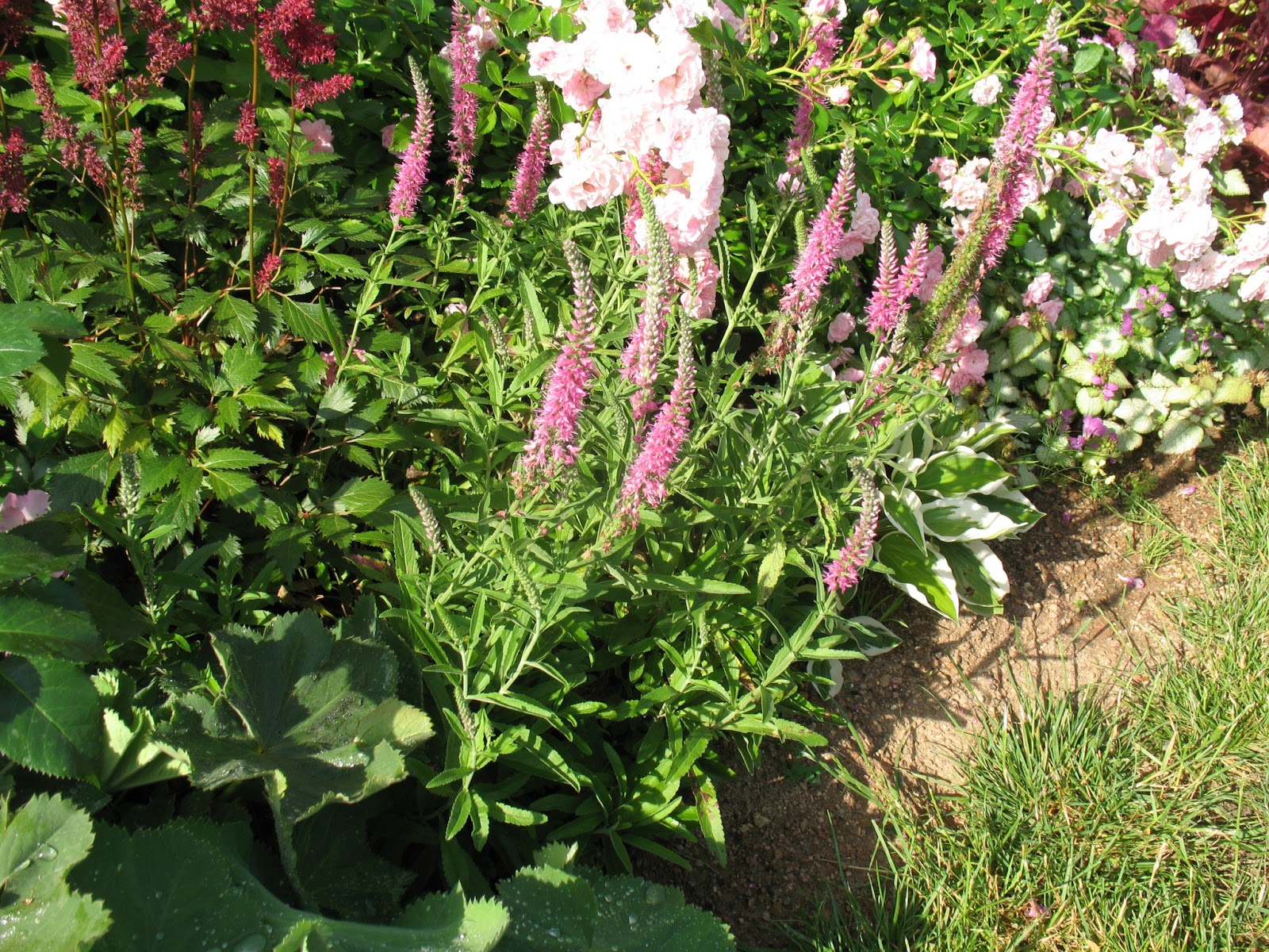 Roses du jardin Chêneland: Création d'un massif de plantes vivaces