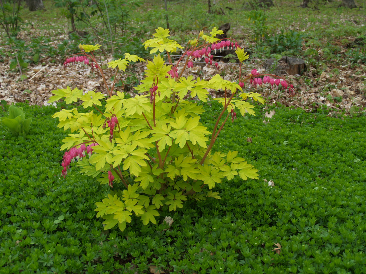 Beechwood Landscape Architecture and Construction