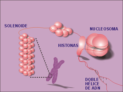 Biología: Histona