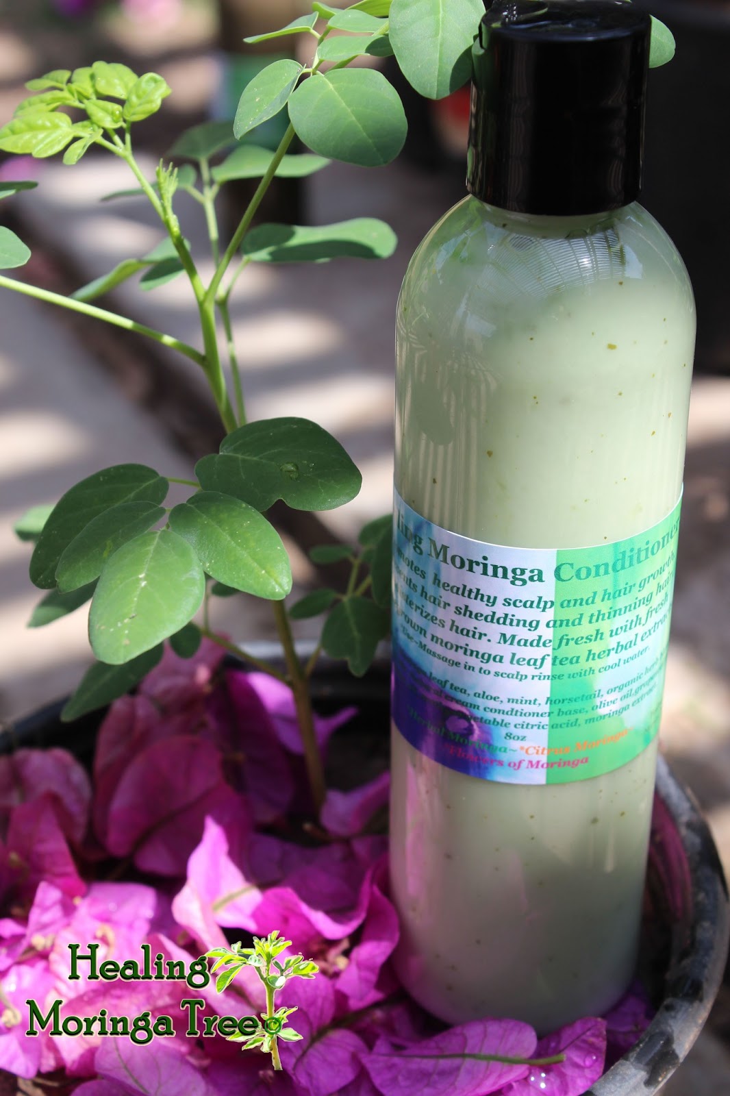 Healing Moringa Tree: Moringa Shampoo and Conditioner!
