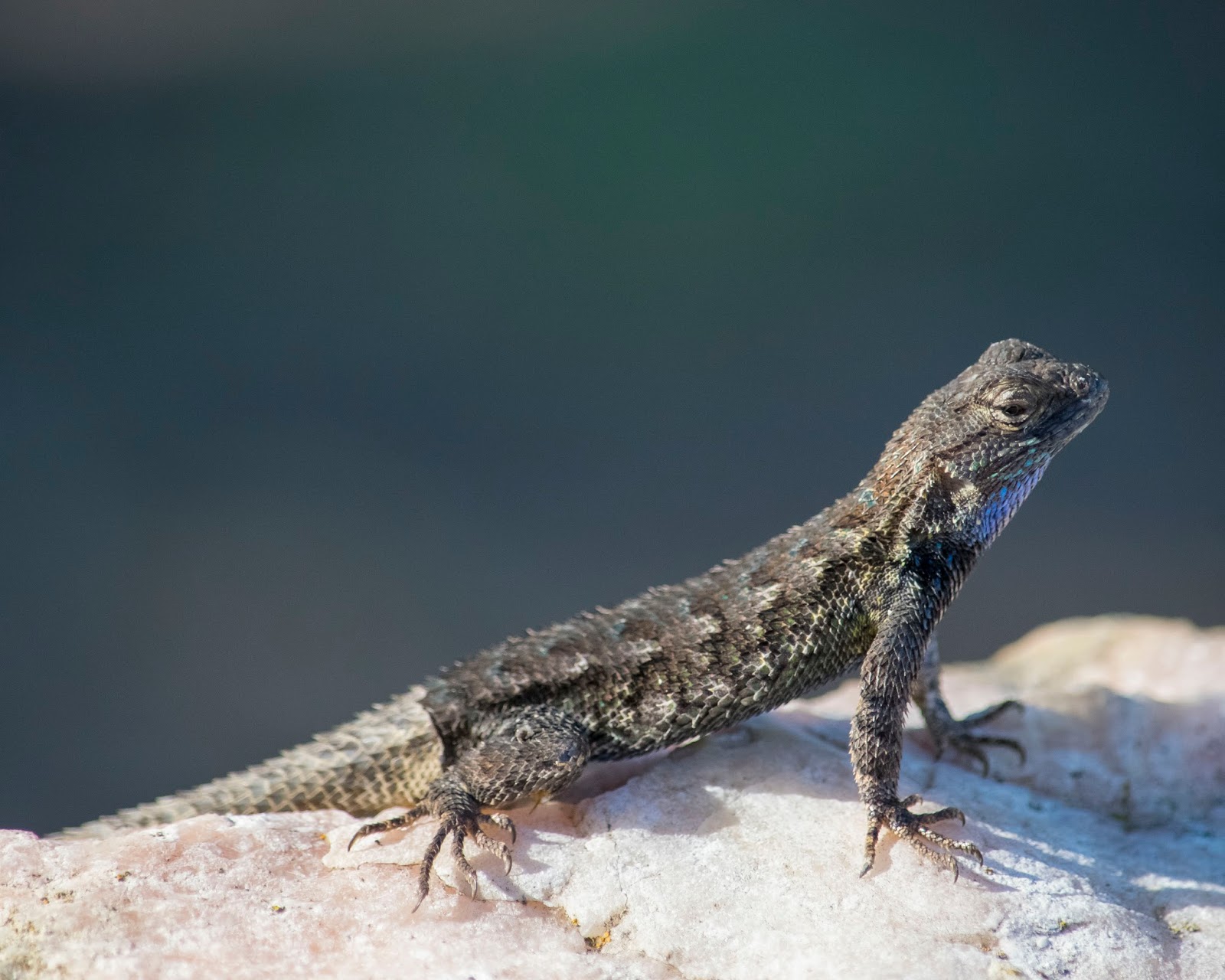 Western Fence Lizard ~ Rocklin Wildlife