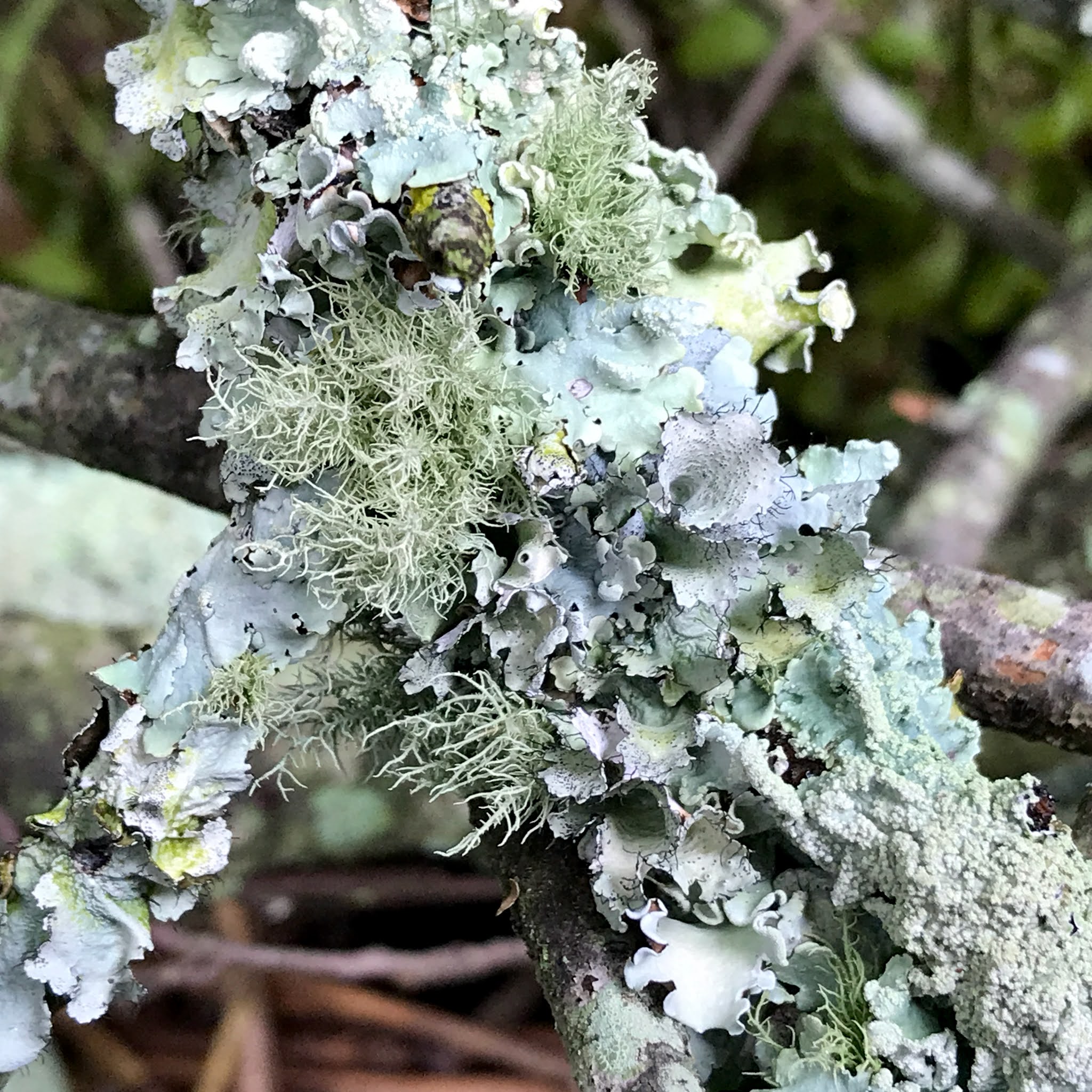 Earth Teach Me: So Long 2020