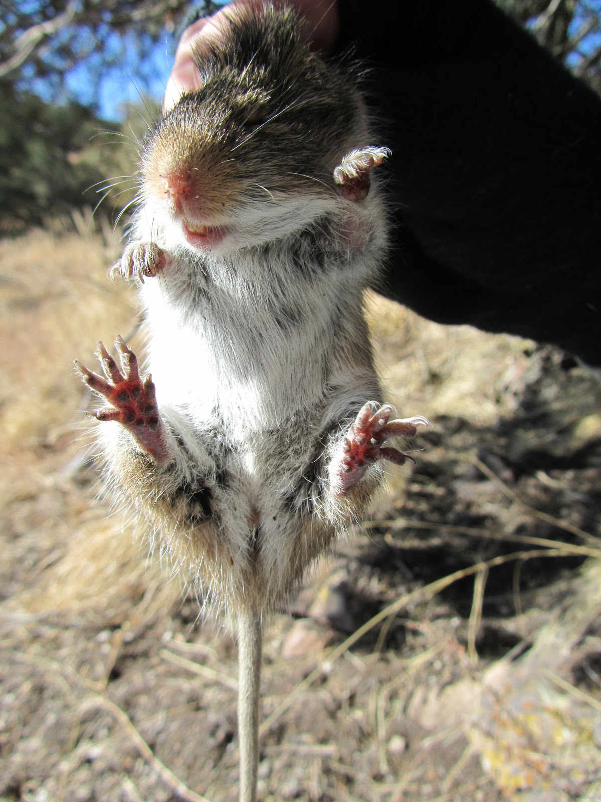 My Life on the (slightly) Wild Side: The wild-er side of Texas!