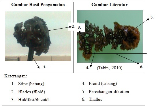 Karya Hassan: LAPORAN HASIL STUDI LAPANGAN TENTANG MAKROALGA Di PANTAI ...
