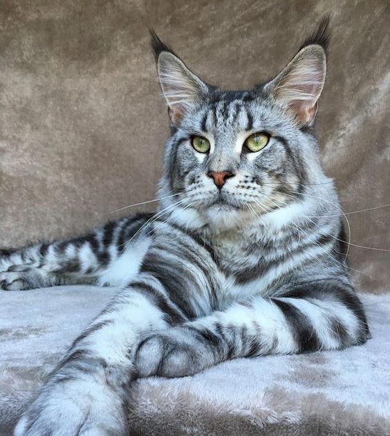Your Maine Coon Guide
