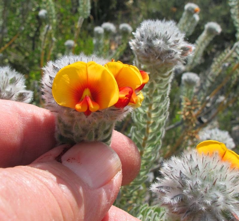 Esperance Wildflowers: Urodon dasyphyllus - Mop Bushpea
