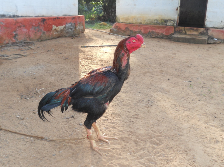 Sathineni: indian rooster