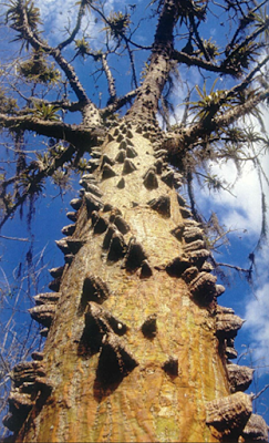 fauna y flora tumbesina: Flora de Tumbes