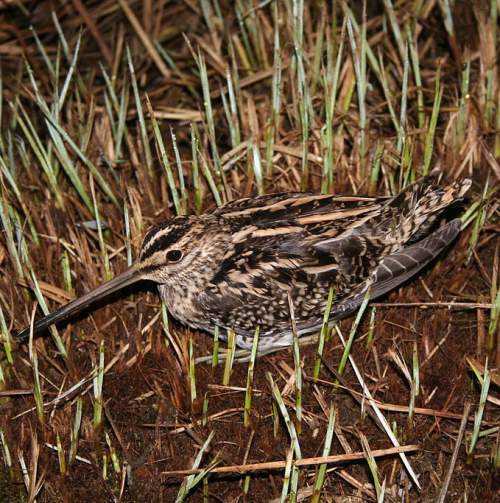 Jack snipe images | Birds of India | Bird World