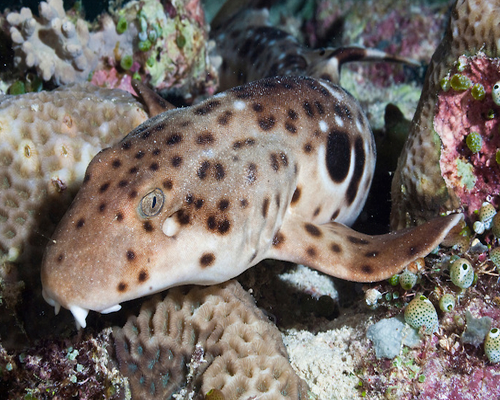 animales contentos: Tiburon bambu