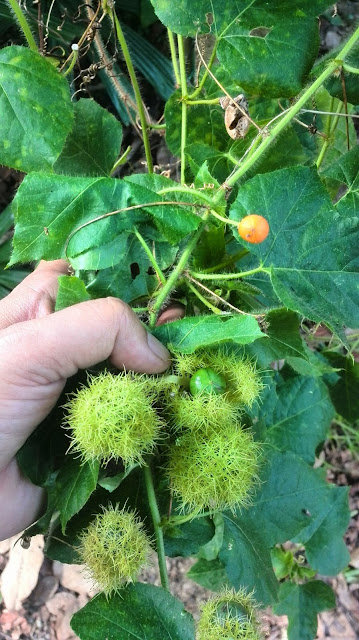 namakucella: POKOK LETUP @ POKOK ULAT BULU