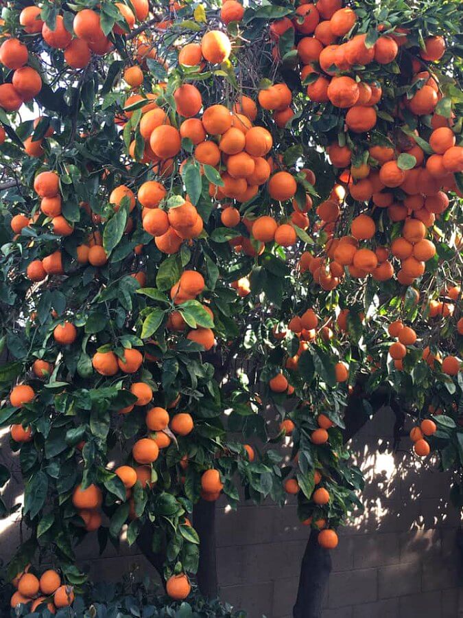Orange and Cranberry Scones | Karen's Kitchen Stories
