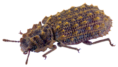 Variety of Life: Zopheridae