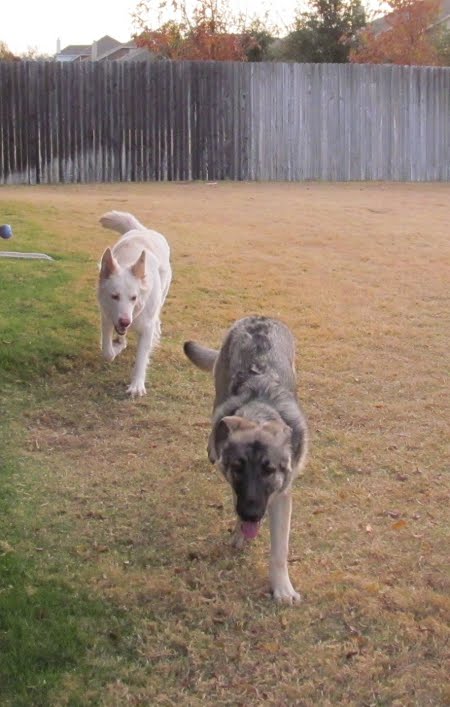 Kyrie the ISSA Shiloh Shepherd: The Sparta Girls!