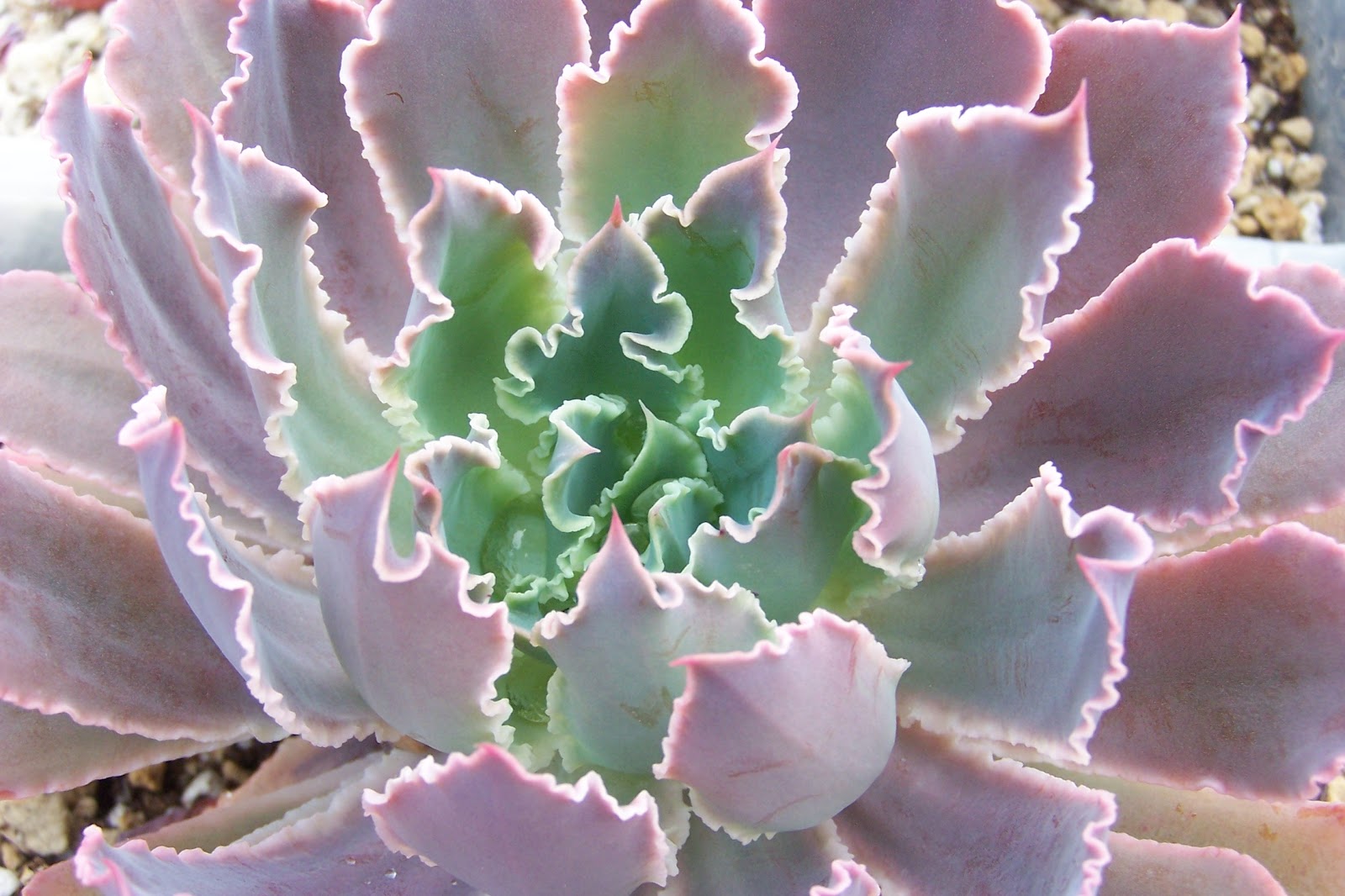 Oregon Cactus Blog: Echeveria shaviana 'Pinky'